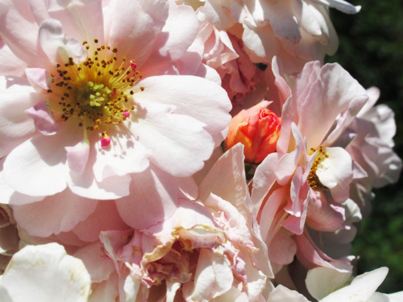 Appreciating Flowers | Photos from Around the World