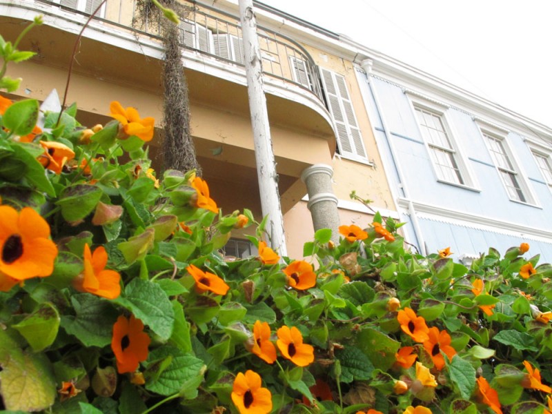 Appreciating Flowers | Photos from Around the World